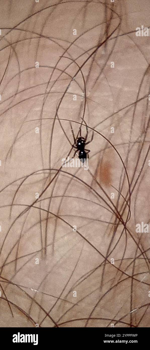 Sheetweb and Dwarf Weavers (Linyphiidae Stock Photo - Alamy