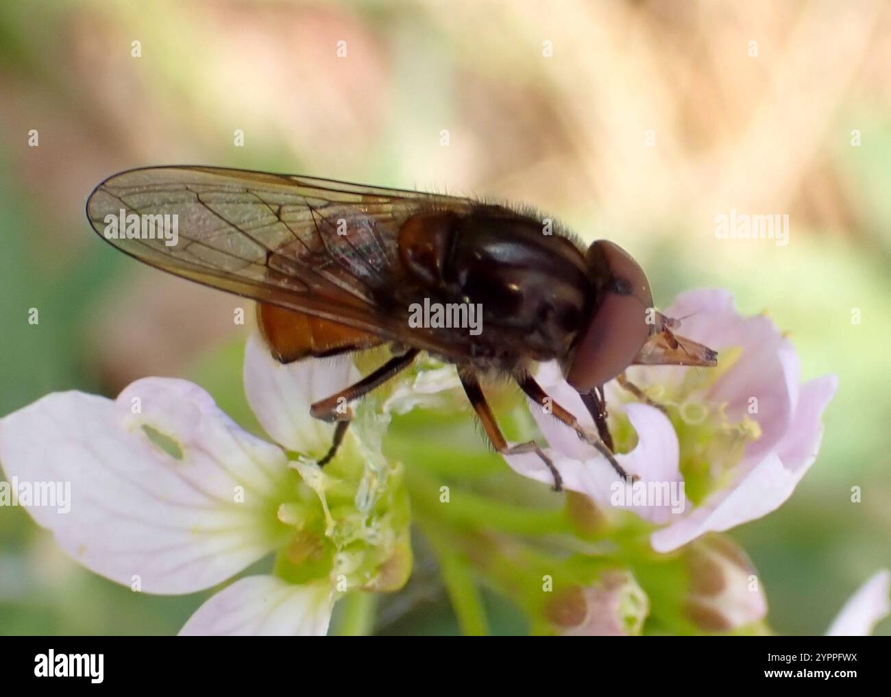 Heineken Fly (Rhingia campestris Stock Photo - Alamy