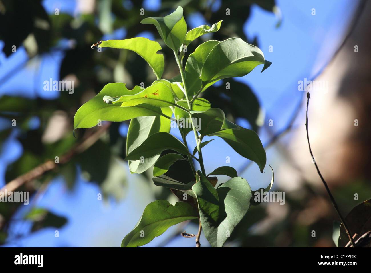 swamp box (Lophostemon suaveolens Stock Photo - Alamy