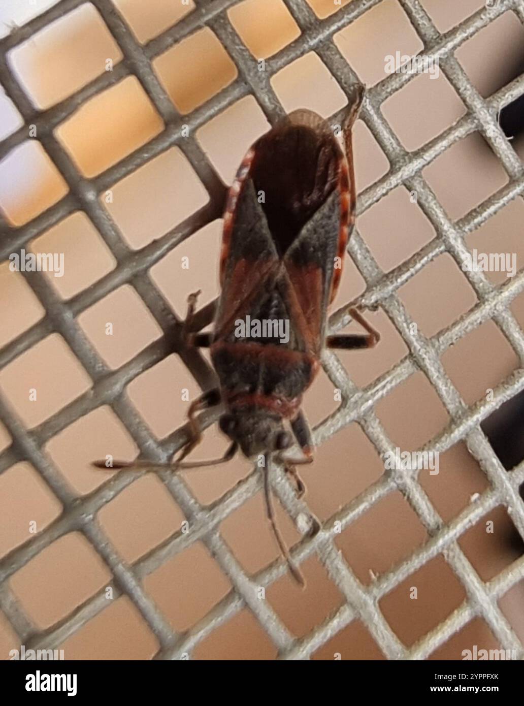 Elm Seed Bug (Arocatus melanocephalus Stock Photo - Alamy