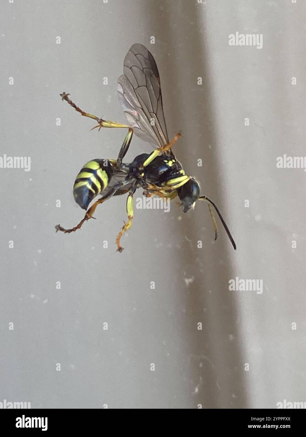 Ants, Bees, and Stinging Wasps (Aculeata Stock Photo - Alamy