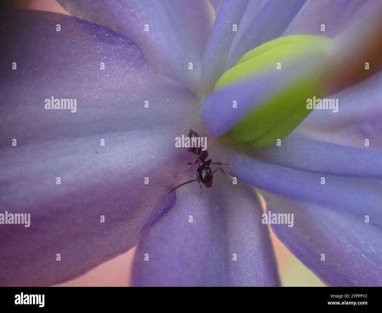 Odorous House Ant (Tapinoma sessile Stock Photo - Alamy