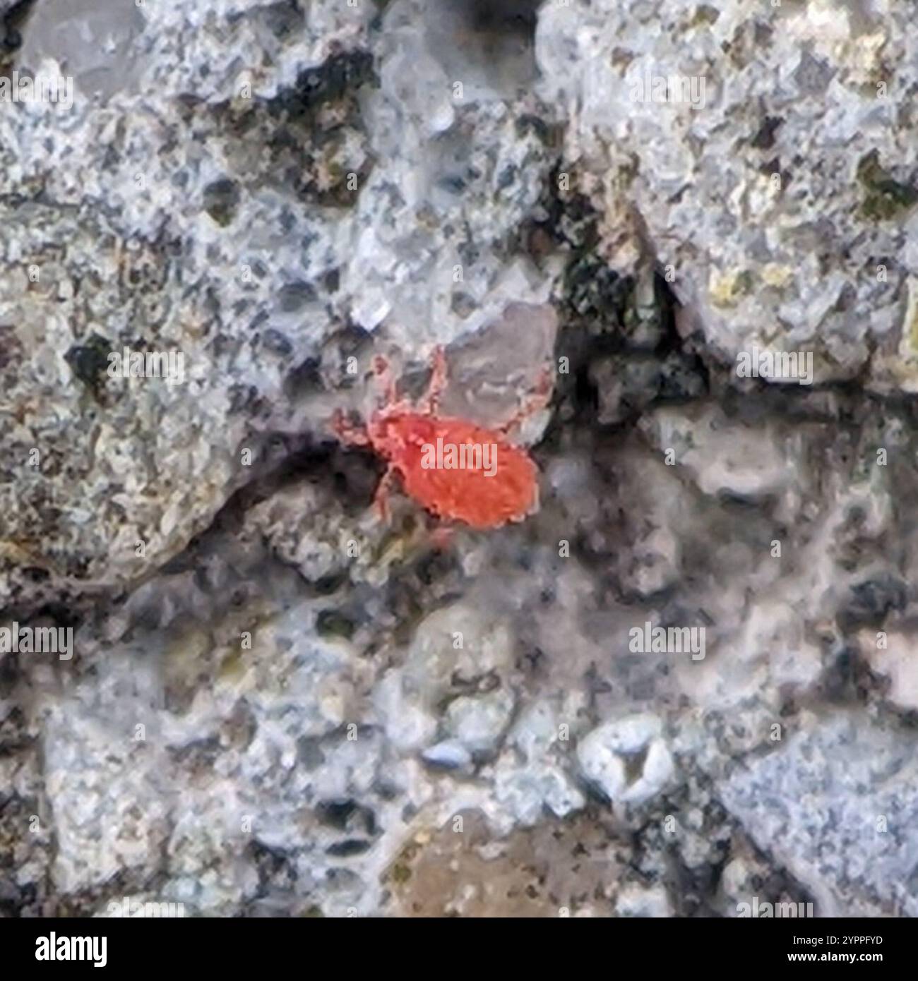 Snout Mites (Bdellidae Stock Photo - Alamy