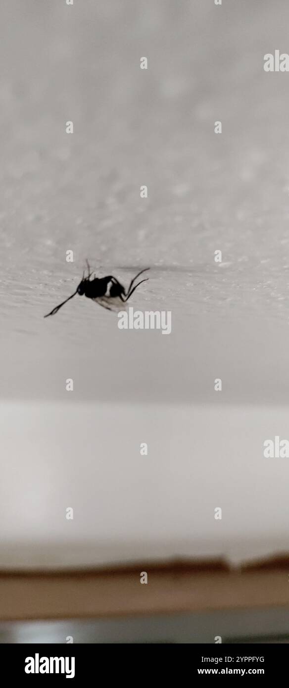 Blue-eyed Ensign Wasp (Evania appendigaster Stock Photo - Alamy
