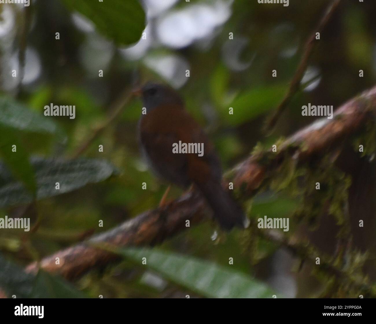 Andean Solitaire (Myadestes ralloides Stock Photo - Alamy