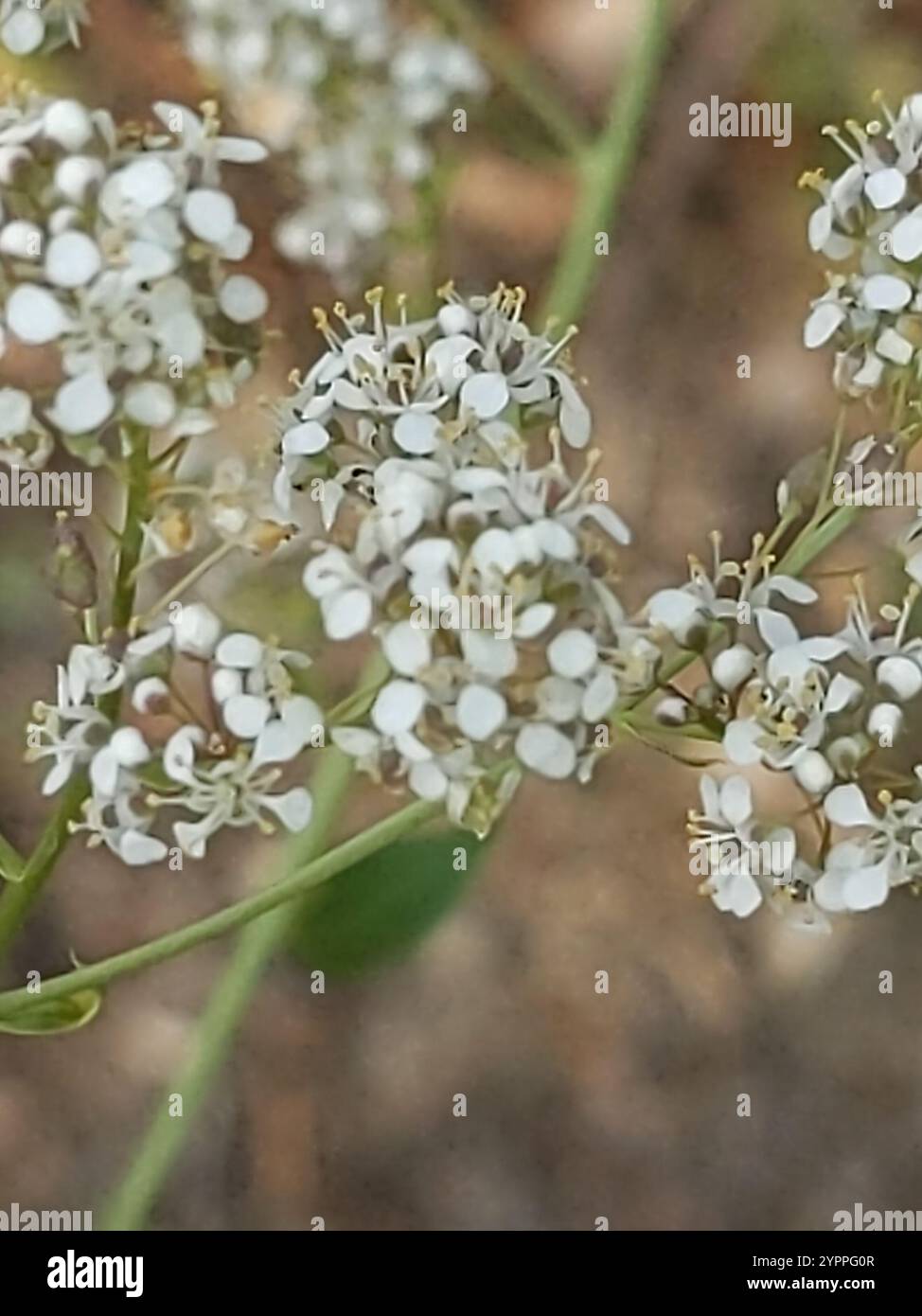 broadleaved pepperweed (Lepidium latifolium Stock Photo - Alamy