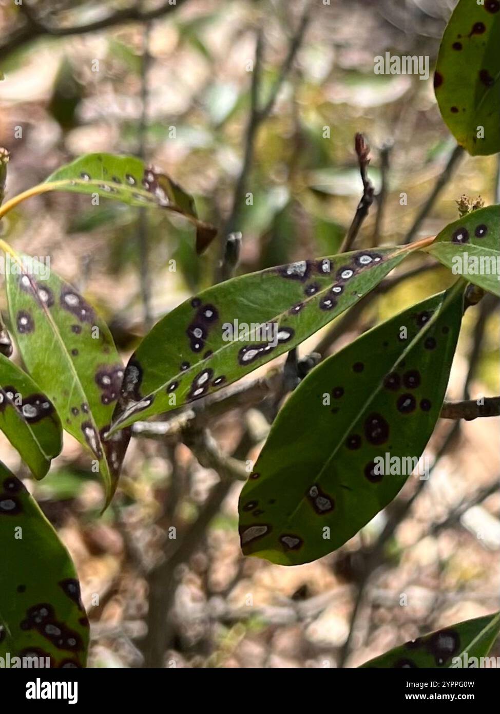 Mountain Laurel Leaf Spot (Mycosphaerella colorata Stock Photo - Alamy
