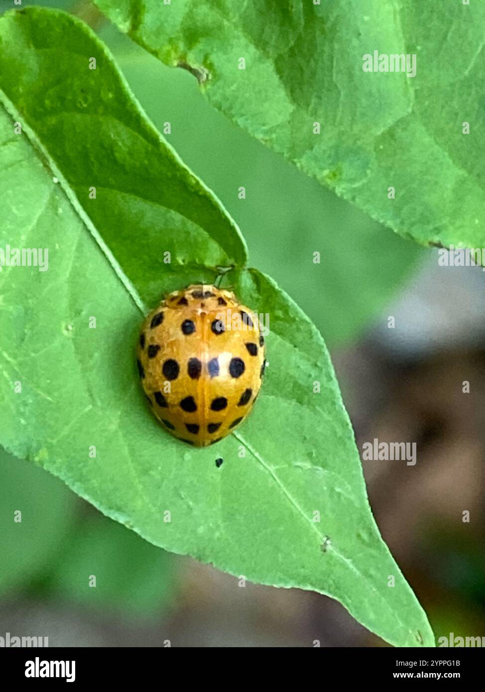 Vigintioctopunctata hi-res stock photography and images - Alamy