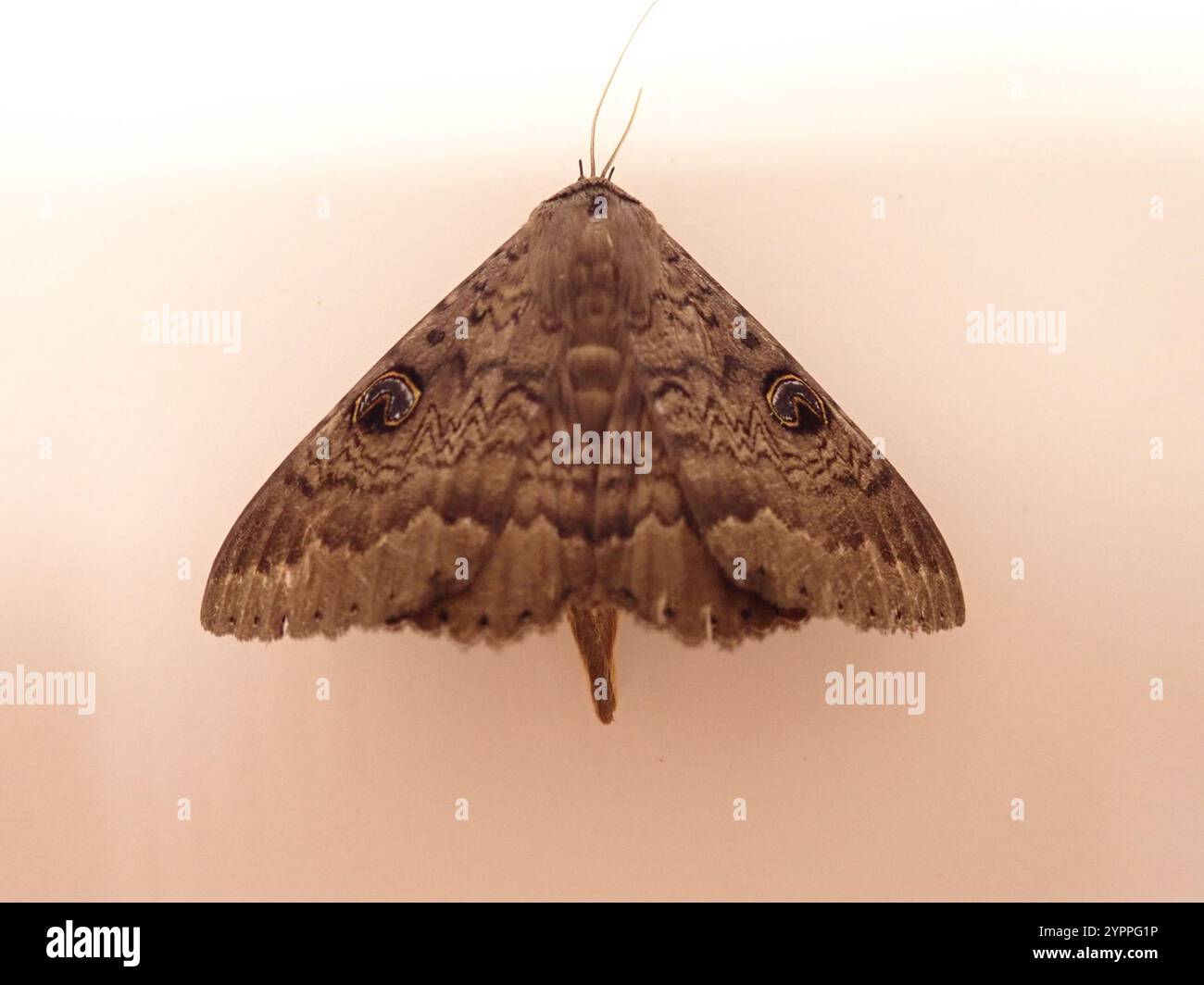 Wattle moth hi-res stock photography and images - Alamy