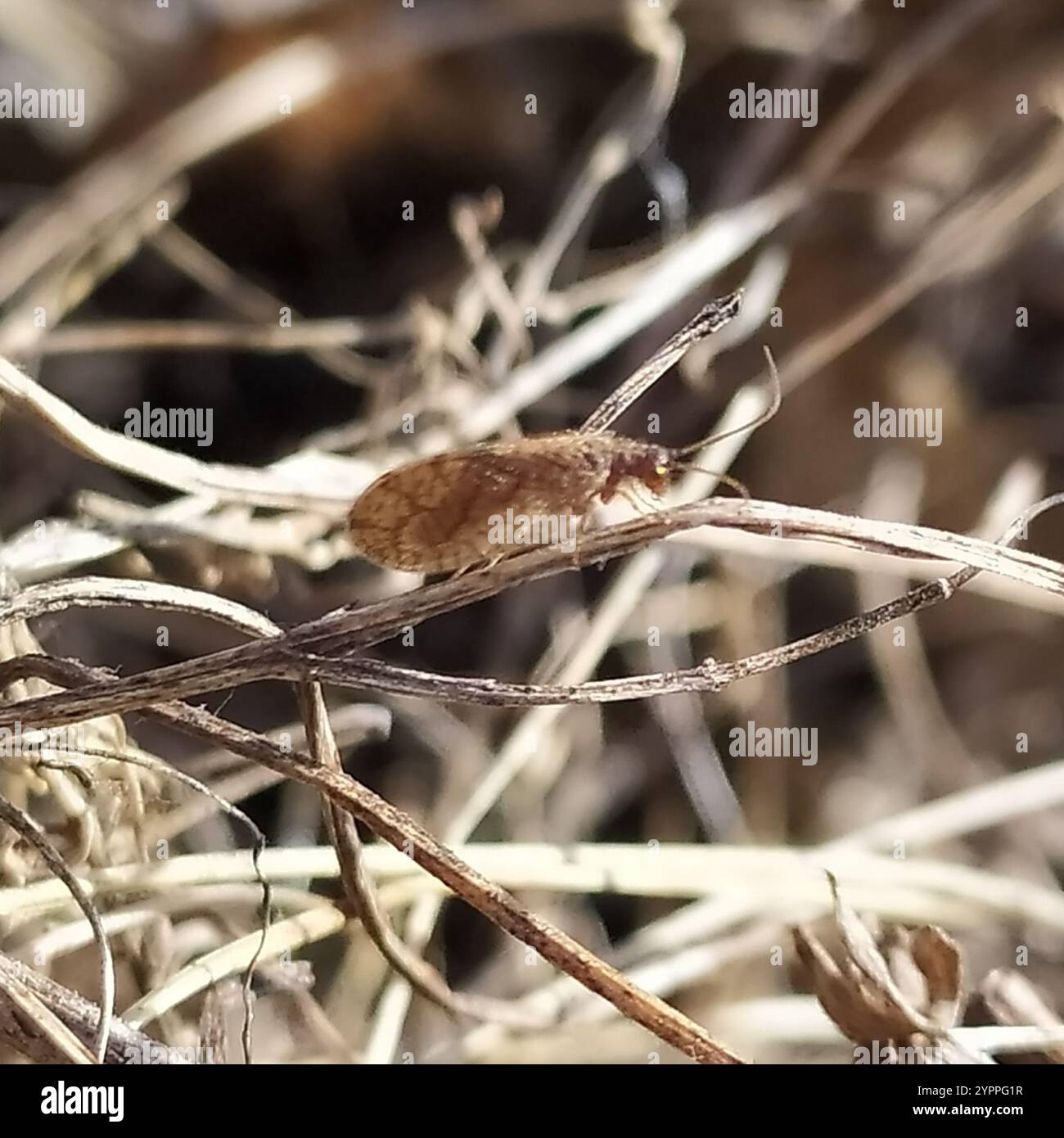 Angular Brunette Lacewing (Micromus angulatus Stock Photo - Alamy