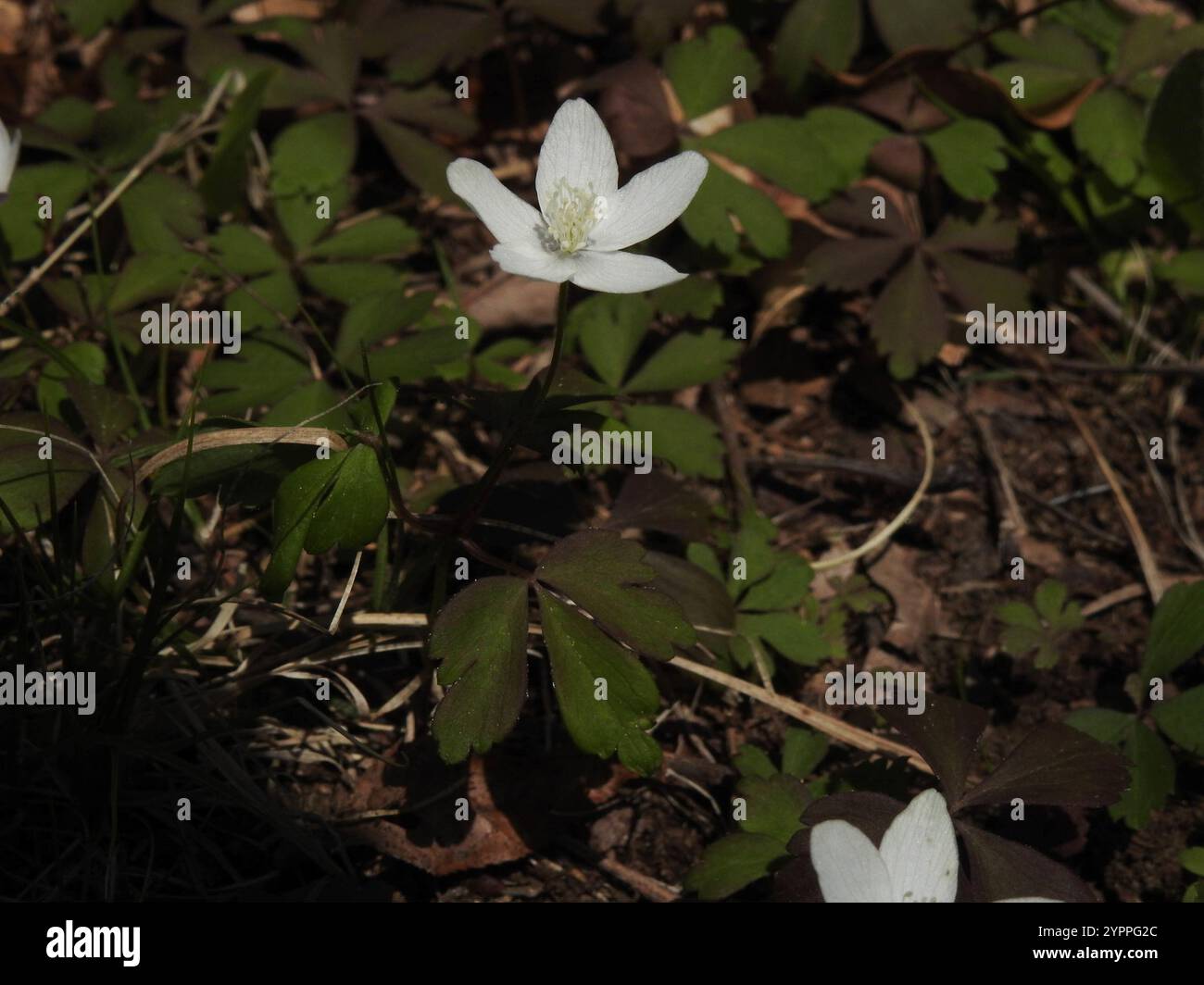 wood anemone (Anemonoides quinquefolia Stock Photo - Alamy