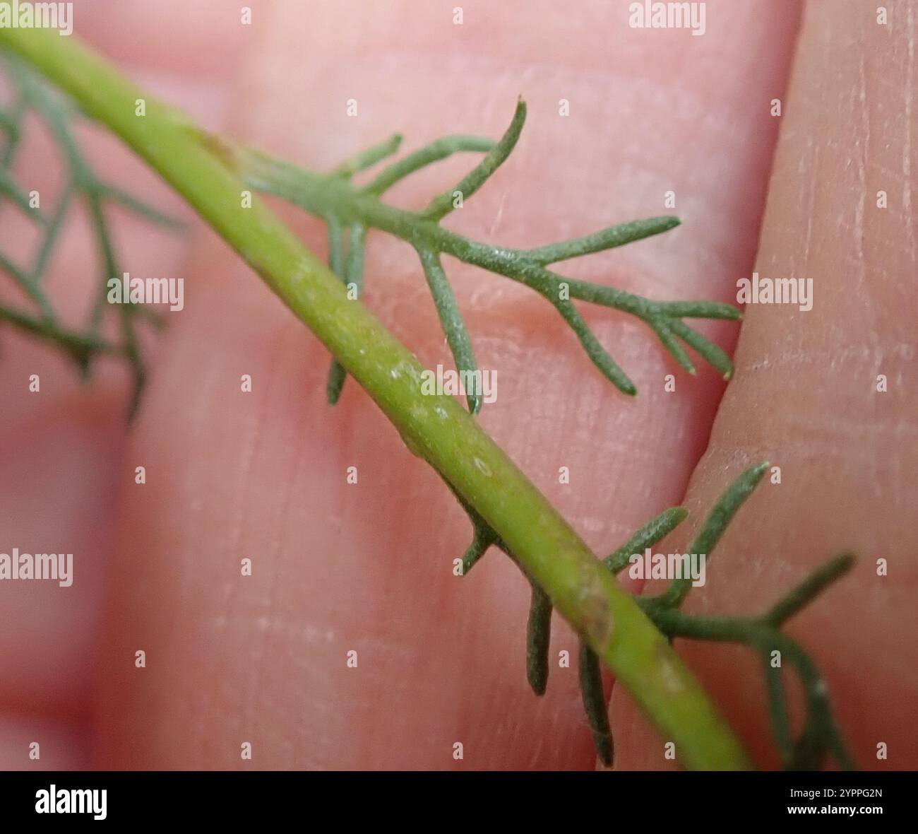 Bristly Buttons (Cotula hispida Stock Photo - Alamy