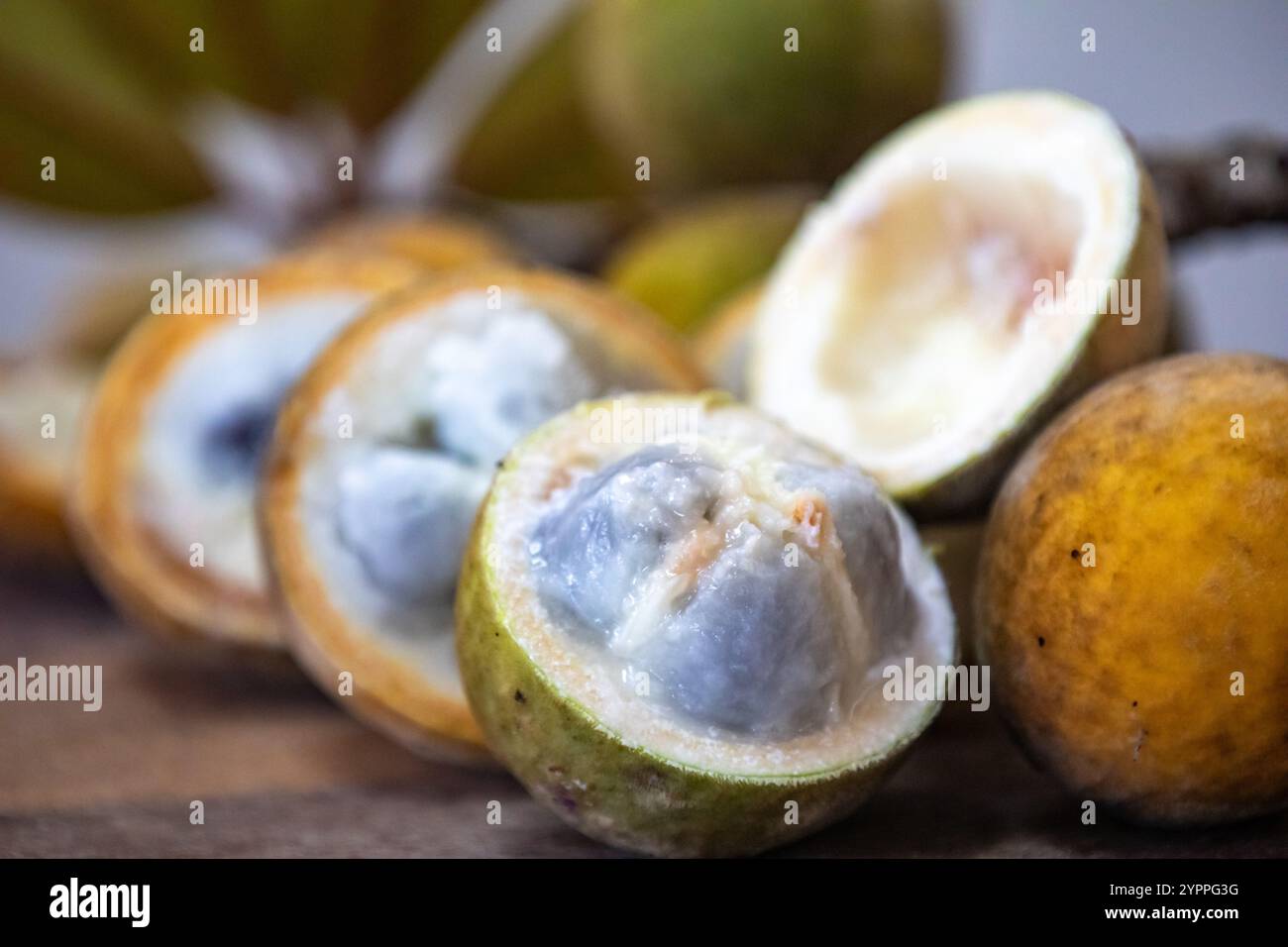 Curriola (Pouteria ramiflora) wild fruit from the Brazilian cerrado ...
