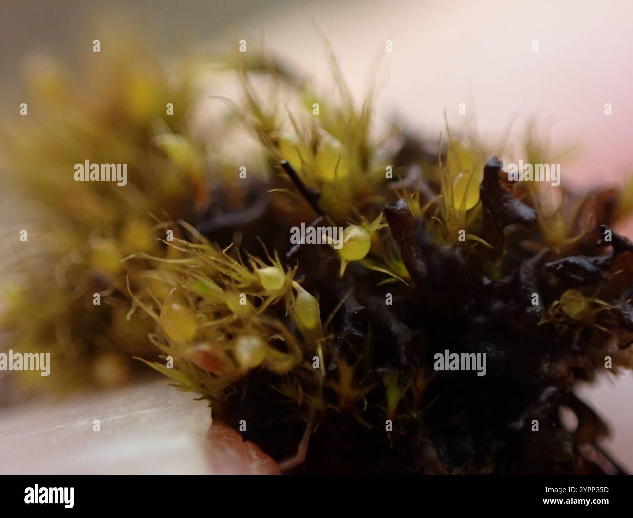 Taper-leaved Earth-moss (Pleuridium acuminatum Stock Photo - Alamy