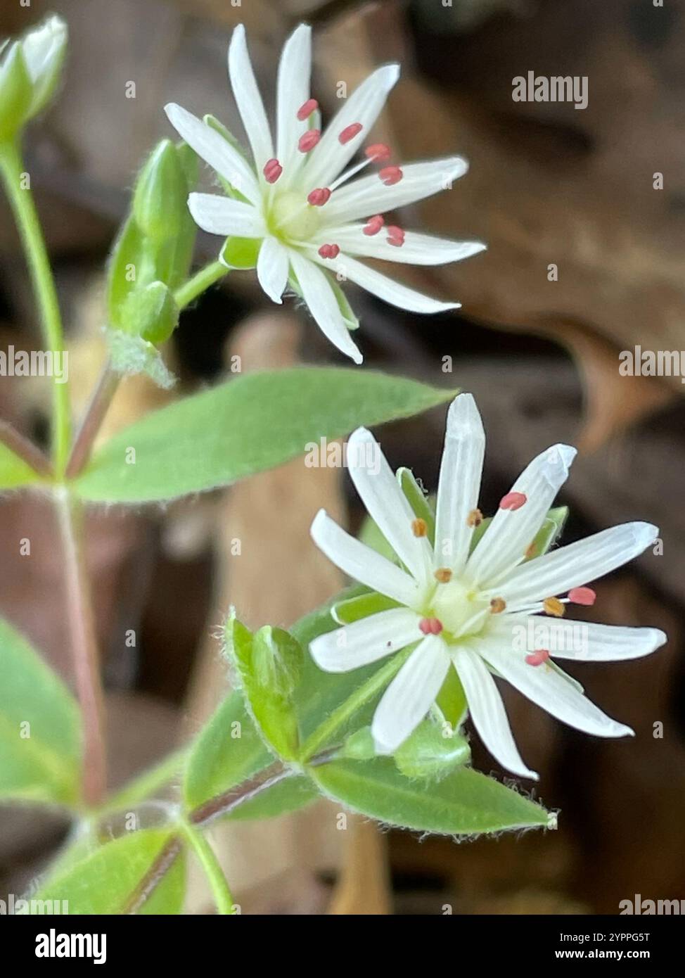 star chickweed (Stellaria pubera Stock Photo - Alamy