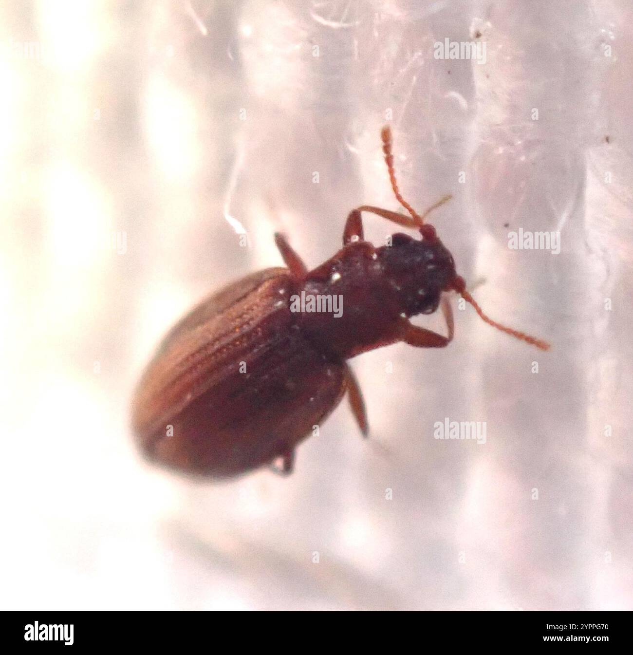 Minute Brown Scavenger Beetles (Latridiidae Stock Photo - Alamy