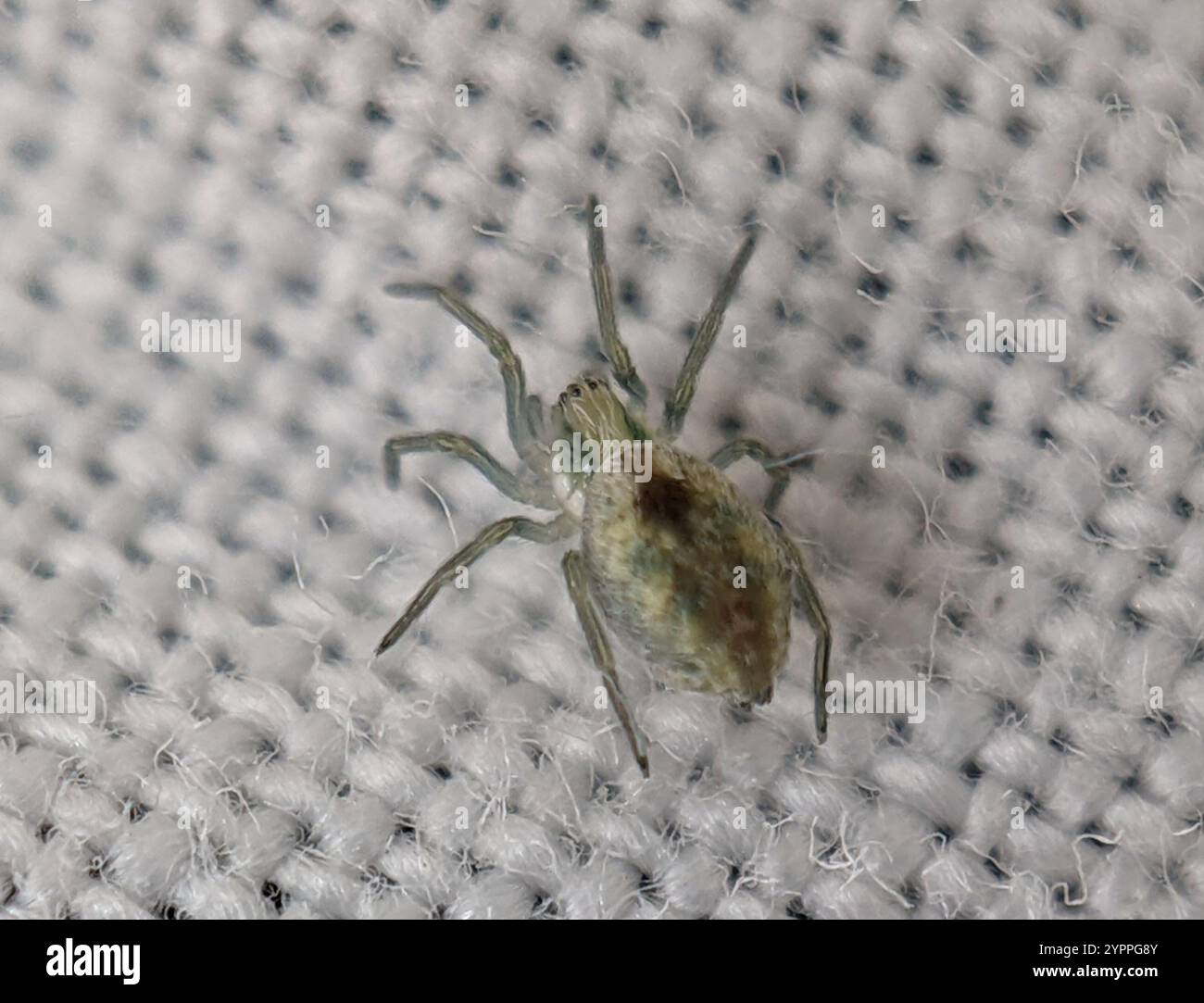 Bleeding heart spider hi-res stock photography and images - Alamy
