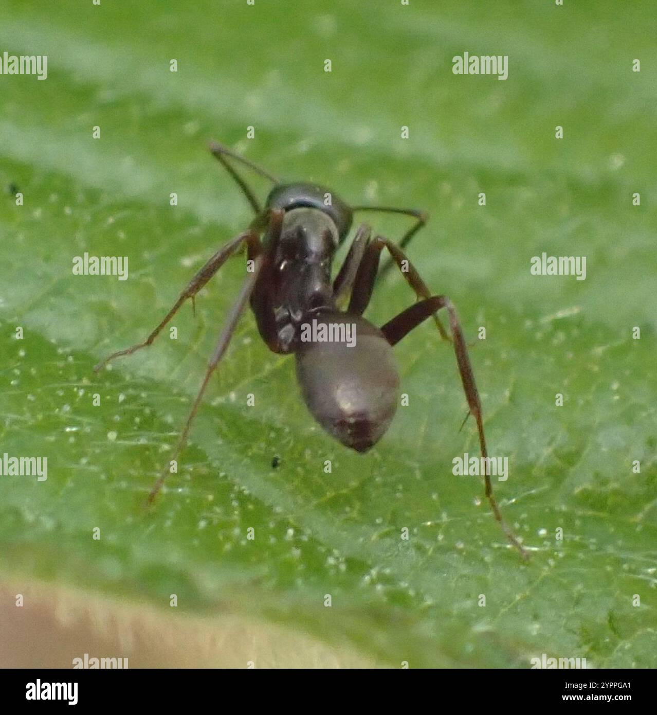 fusca-group Field Ants and Allies (Formica fusca Stock Photo - Alamy