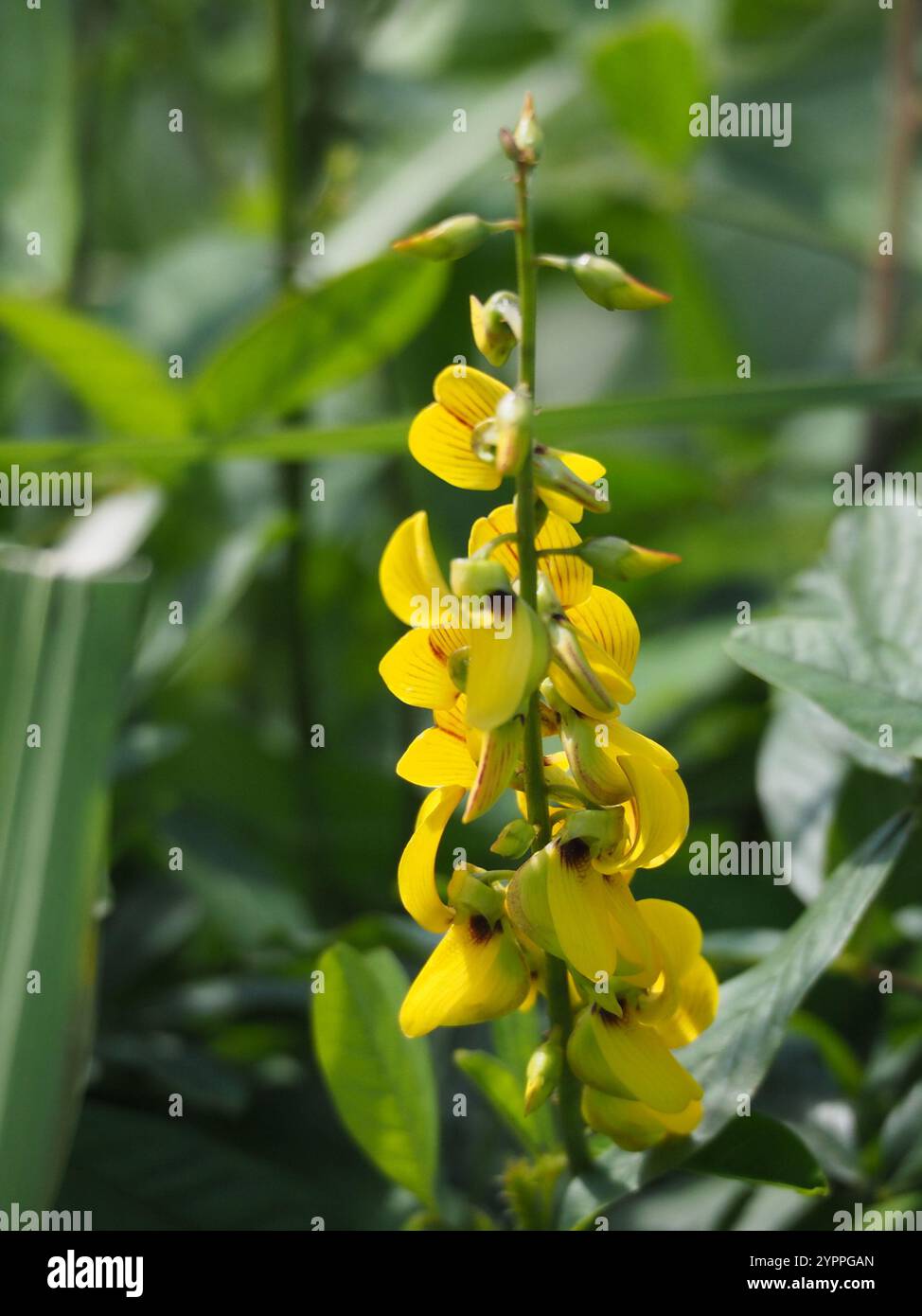 West Indian Rattlebox (Crotalaria trichotoma Stock Photo - Alamy
