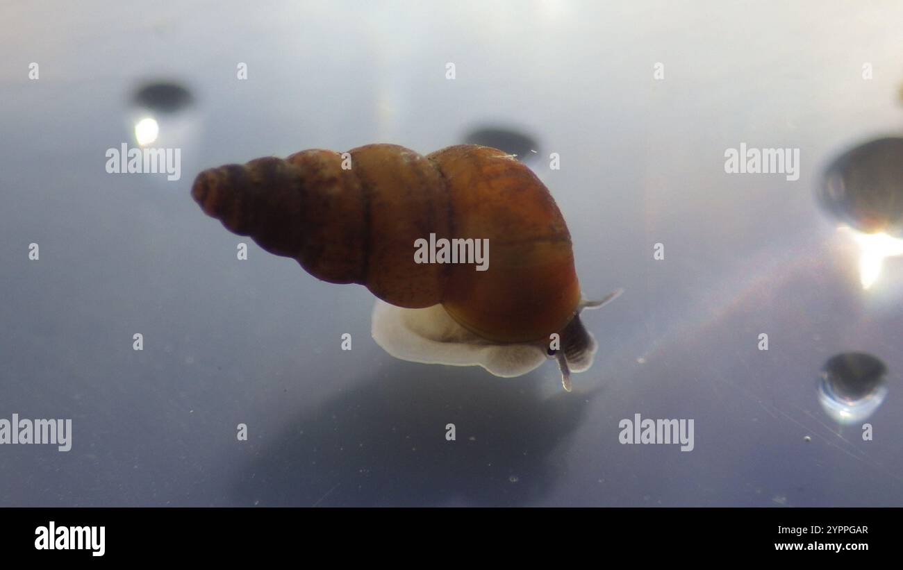 Slender Walker (Pomatiopsis lapidaria Stock Photo - Alamy