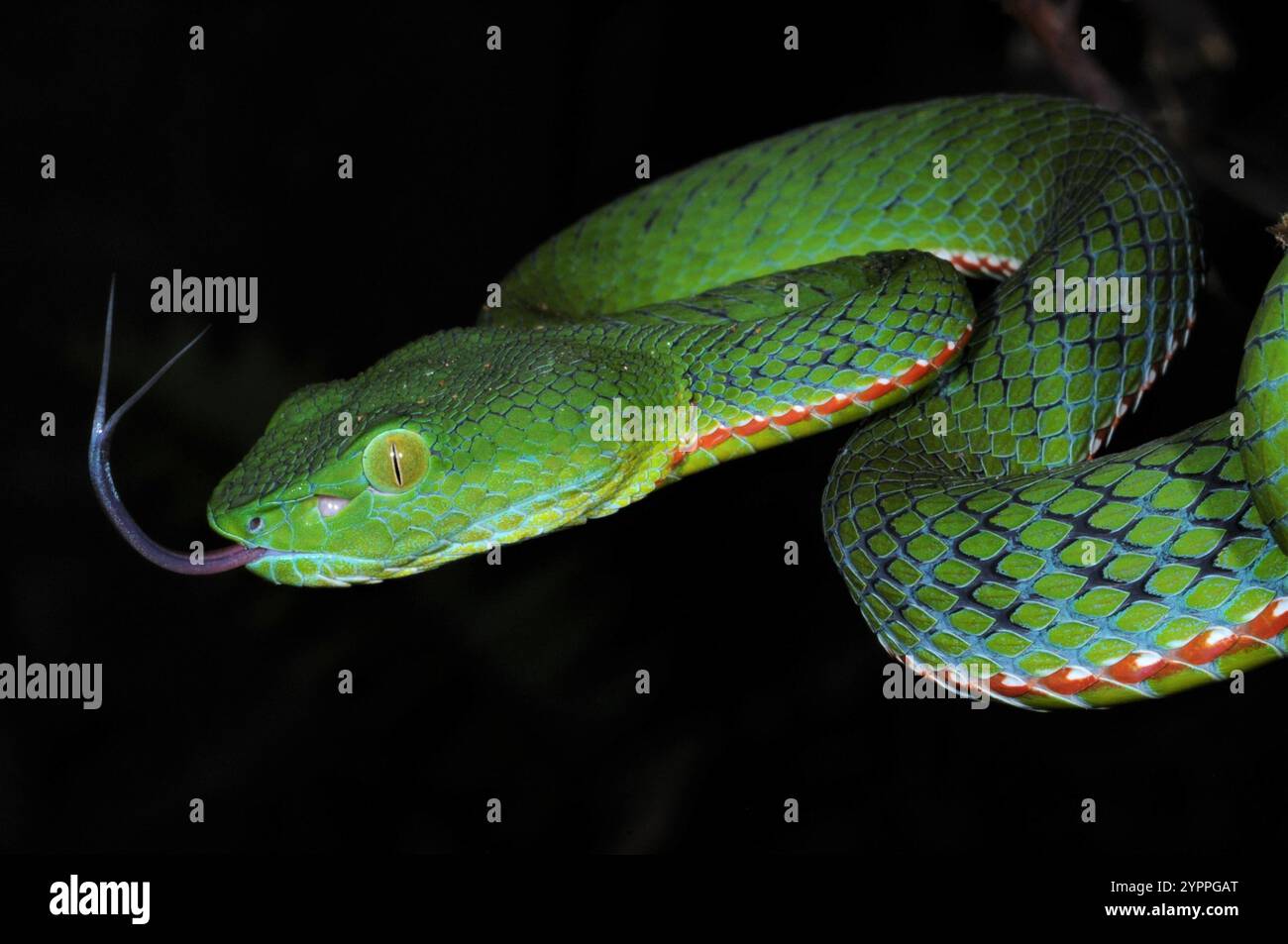 Siamese Peninsula Pitviper (Trimeresurus sabahi fucatus Stock Photo - Alamy