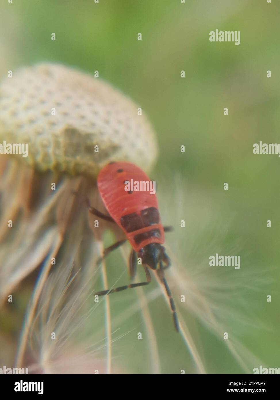 European Firebug (Pyrrhocoris apterus Stock Photo - Alamy