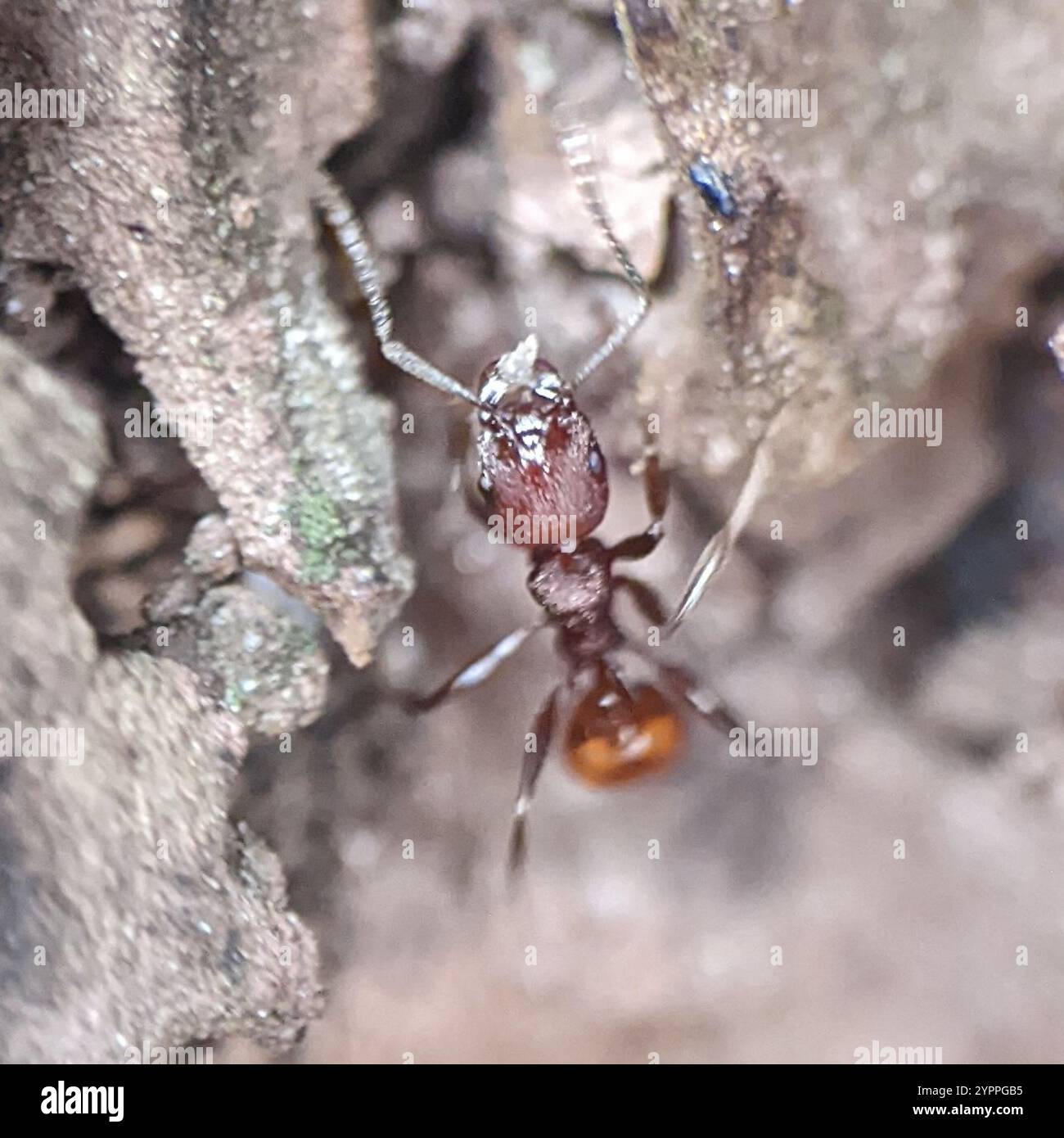 Tennessee collared ant hi-res stock photography and images - Alamy