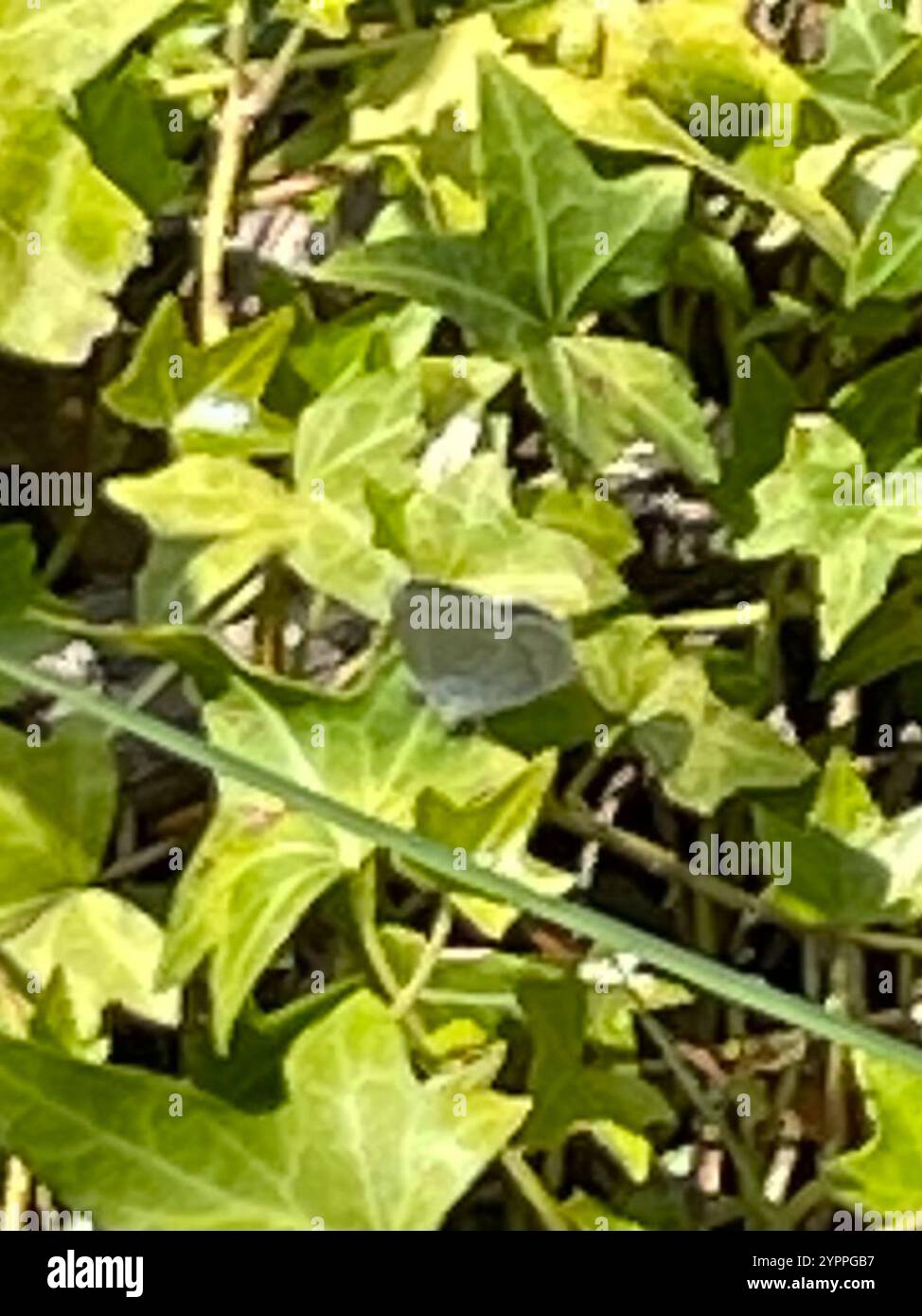 Pacific Azure (Celastrina echo echo Stock Photo - Alamy