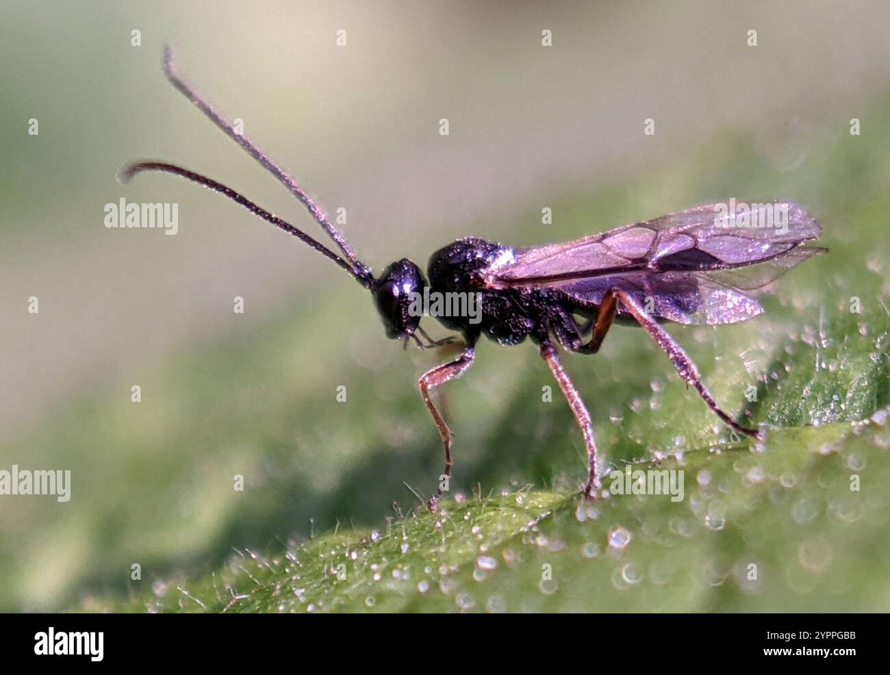 Narrow-waisted Wasps, Ants, and Bees (Apocrita Stock Photo - Alamy