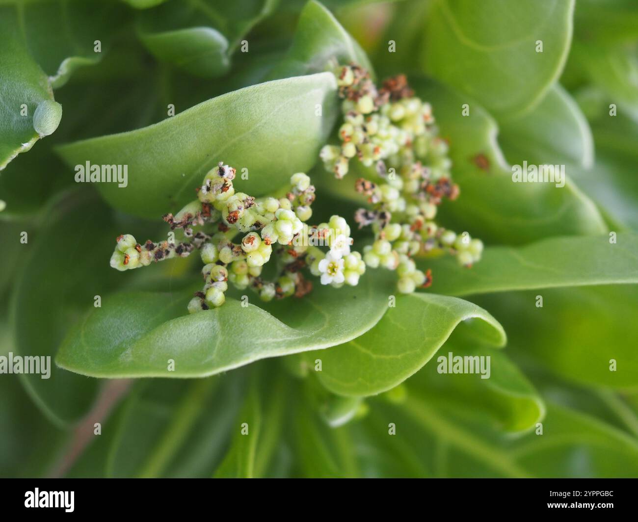 tree heliotrope (Heliotropium arboreum Stock Photo - Alamy