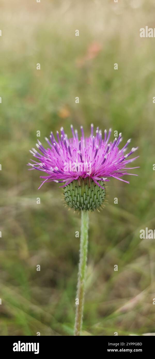 Texas Thistle (Cirsium texanum Stock Photo - Alamy