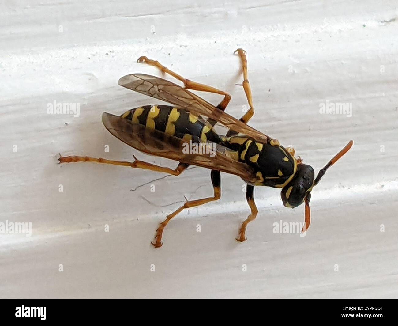 European Paper Wasp (Polistes dominula Stock Photo - Alamy