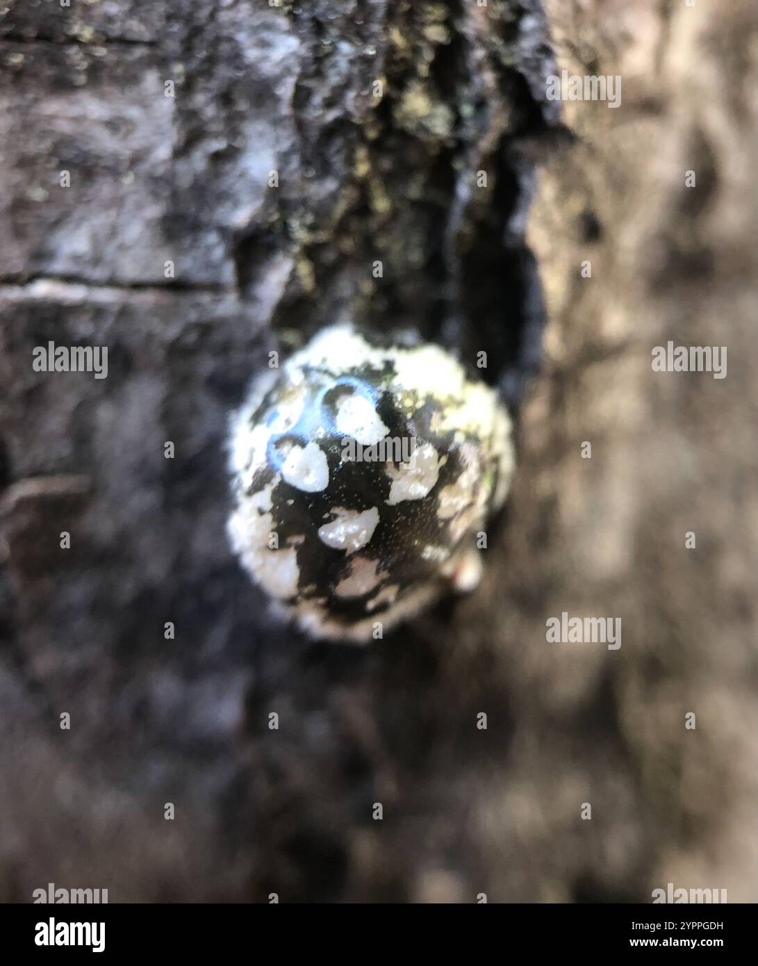 calico scale (Eulecanium cerasorum Stock Photo - Alamy