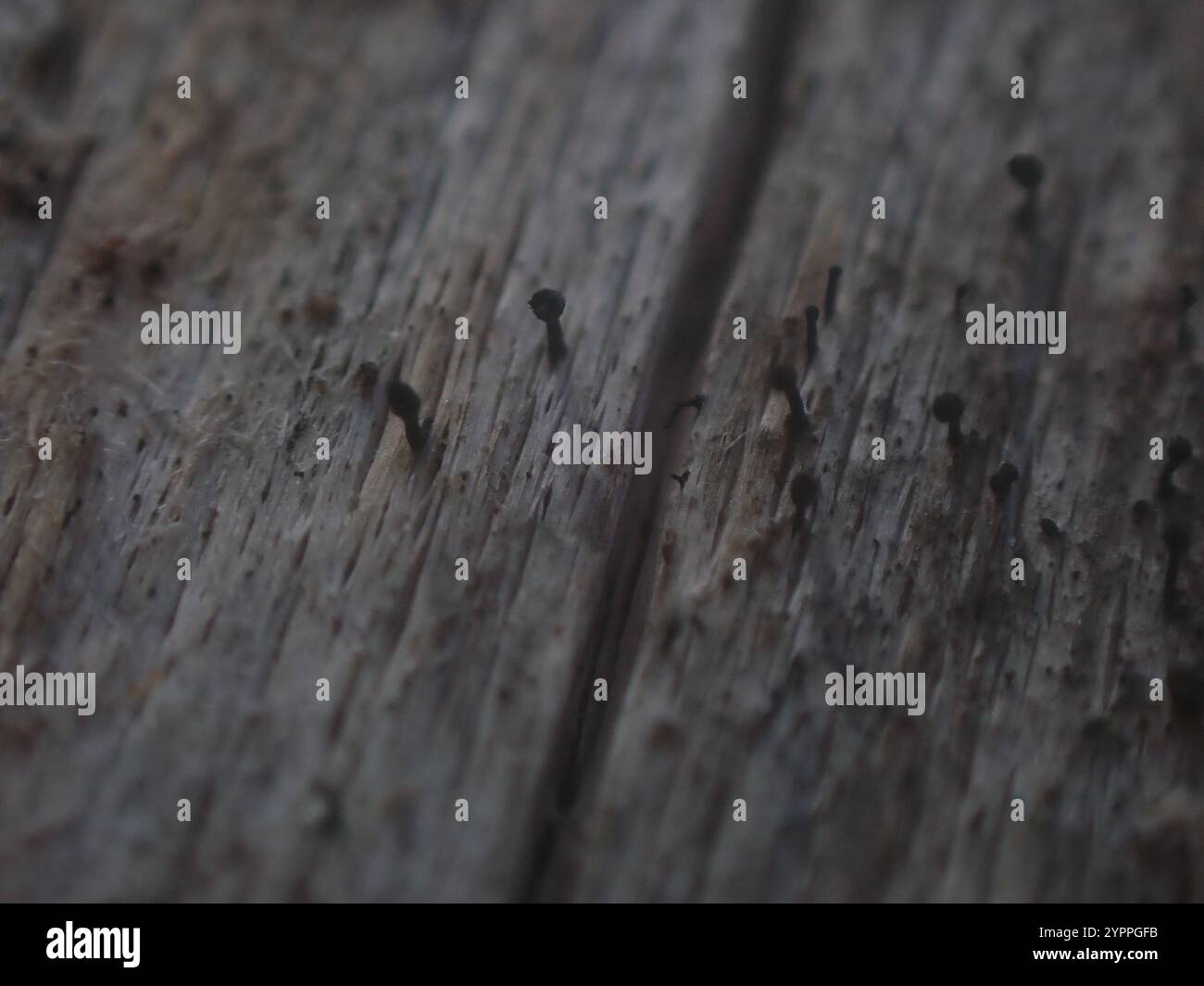 Mycocalicium subtile hi-res stock photography and images - Alamy