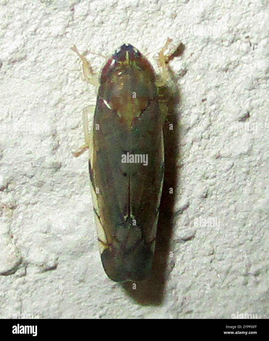 Typical Leafhoppers (Cicadellidae Stock Photo - Alamy