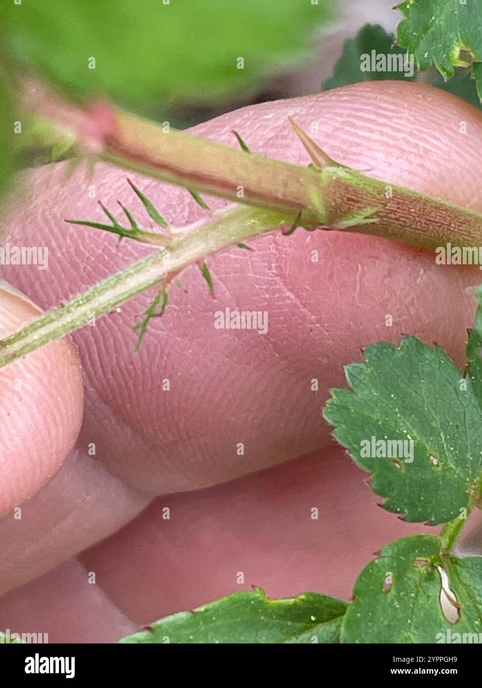 multiflora rose (Rosa multiflora Stock Photo - Alamy