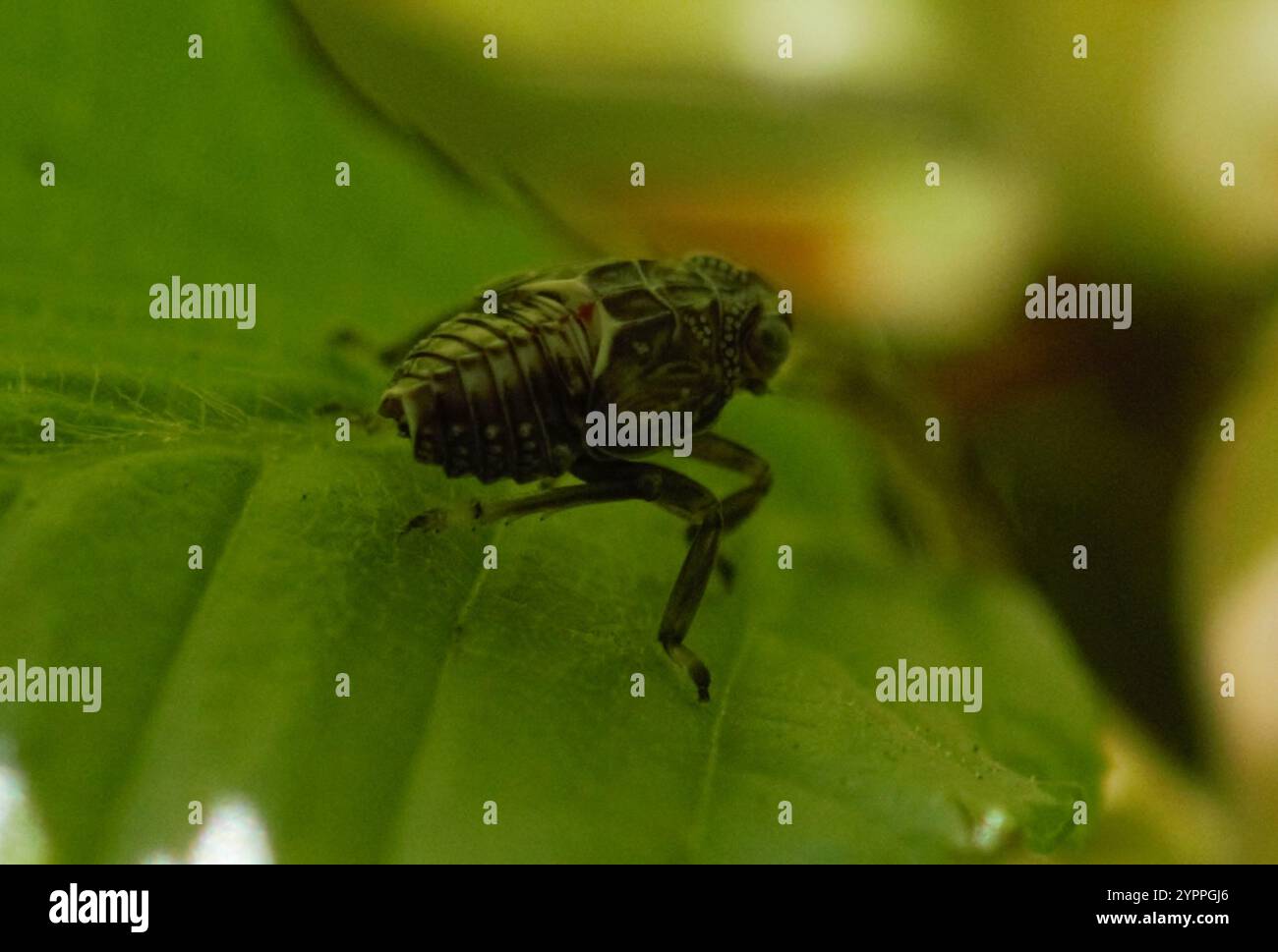 True Hoppers (Auchenorrhyncha Stock Photo - Alamy