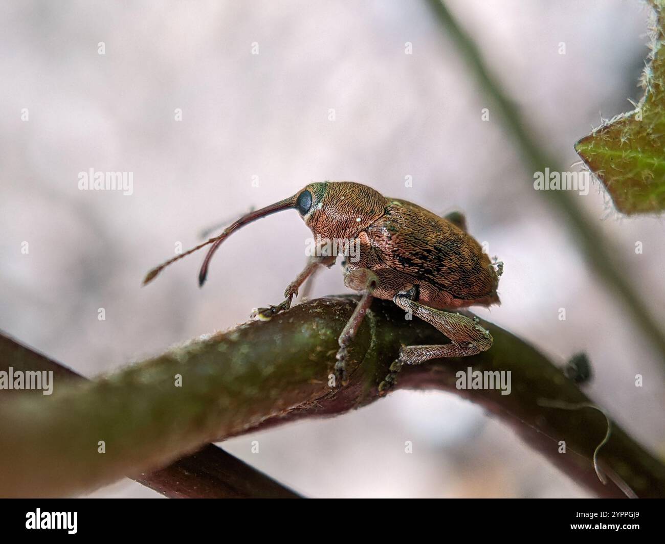 Nut and Acorn Weevils (Curculio Stock Photo - Alamy