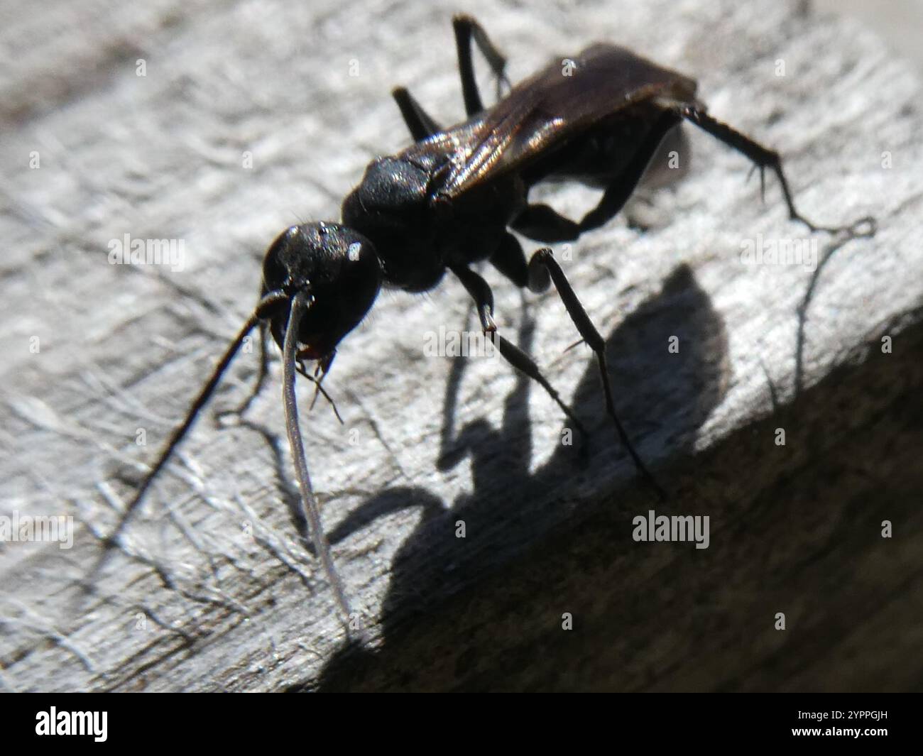 Spider Wasps (Pompilidae Stock Photo - Alamy
