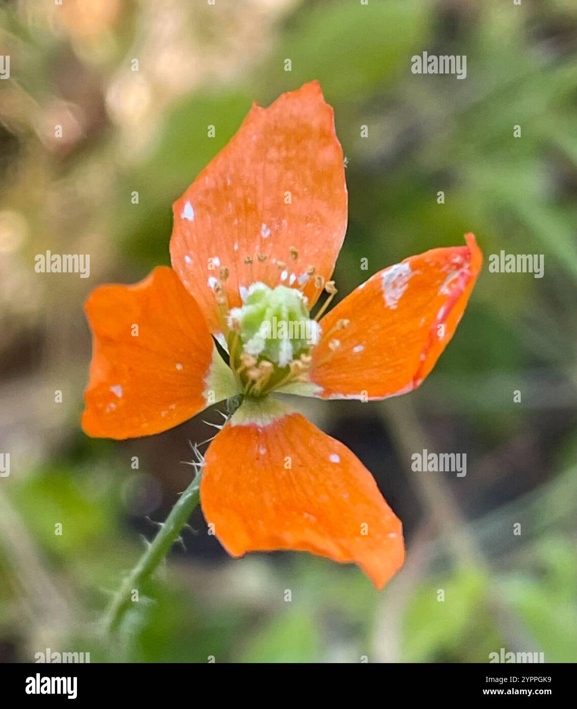 fire poppy (Papaver californicum Stock Photo - Alamy