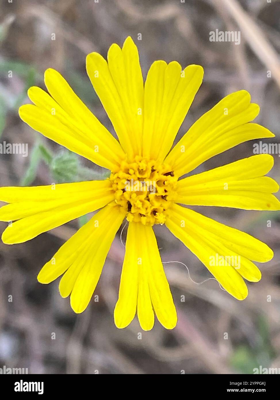 Common Madia (Madia elegans Stock Photo - Alamy