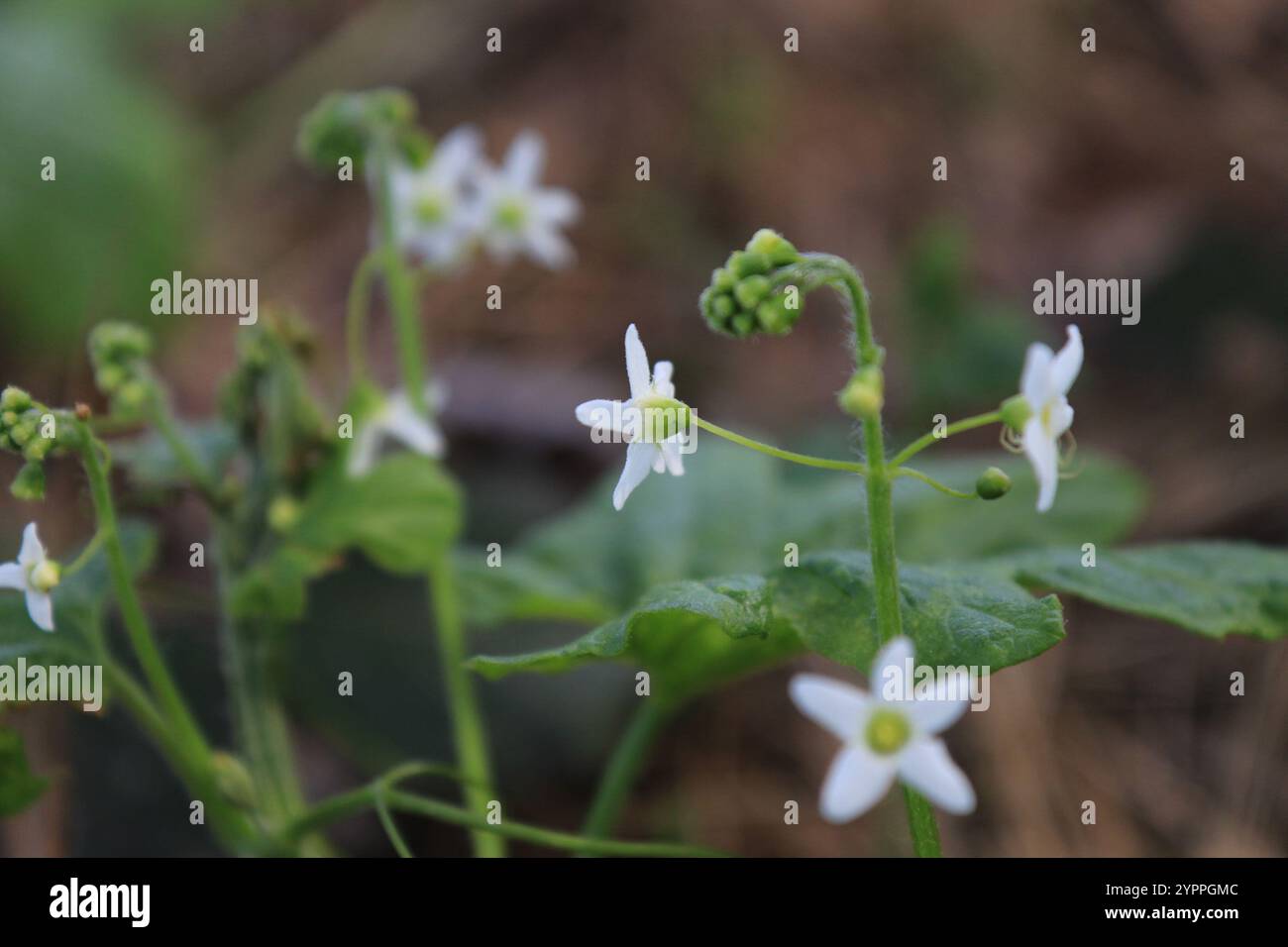 coastal manroot (Marah oregana Stock Photo - Alamy