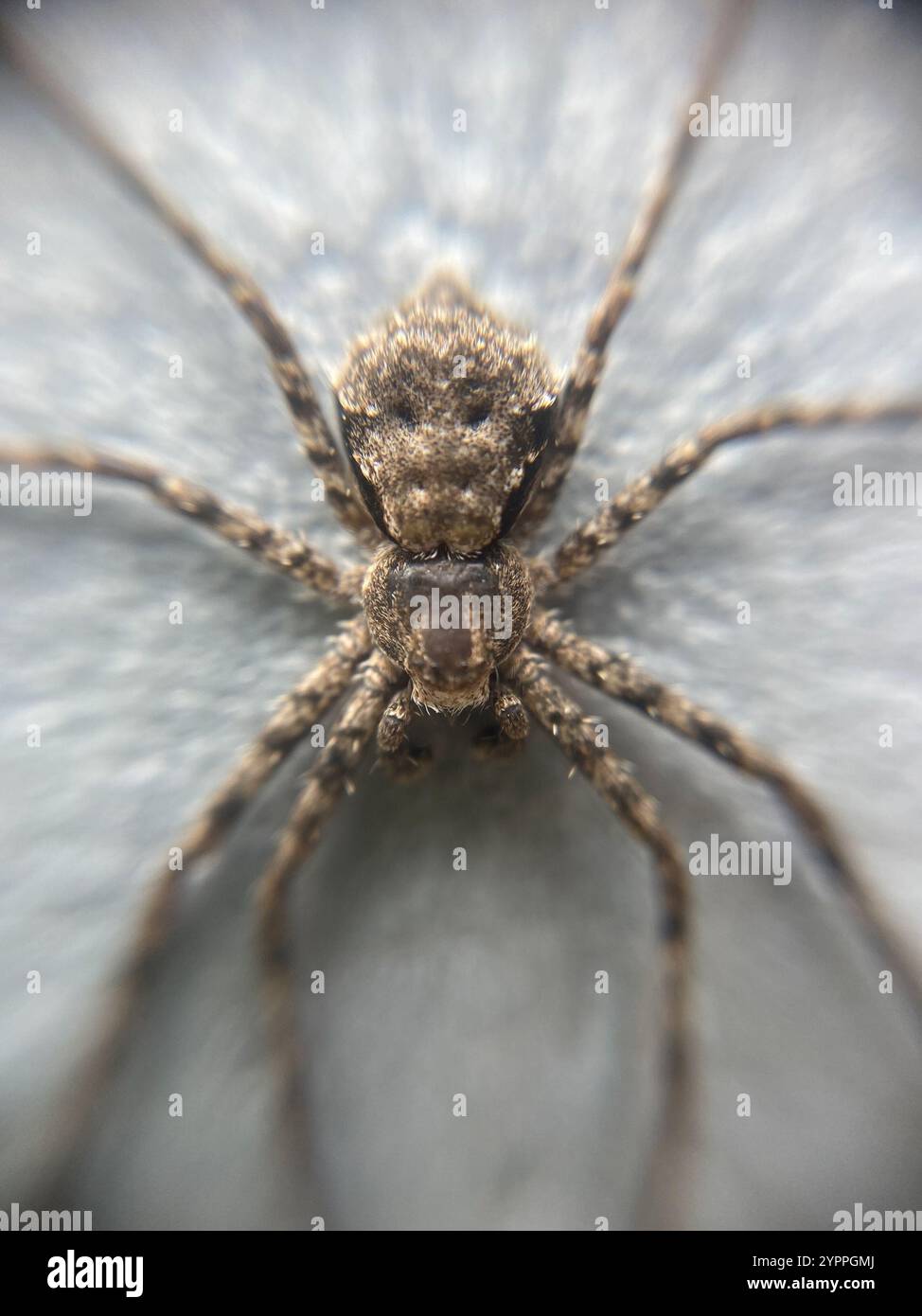 Lichen Running Spider (Philodromus margaritatus Stock Photo - Alamy