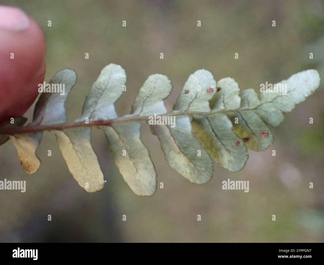 western polypody (Polypodium hesperium Stock Photo - Alamy
