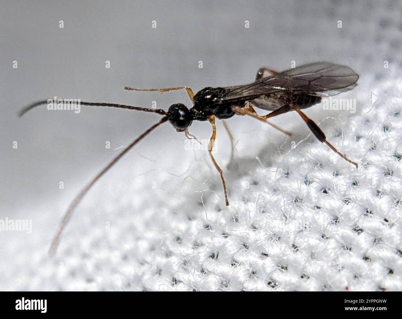 Ichneumonid and Braconid Wasps (Ichneumonoidea Stock Photo - Alamy