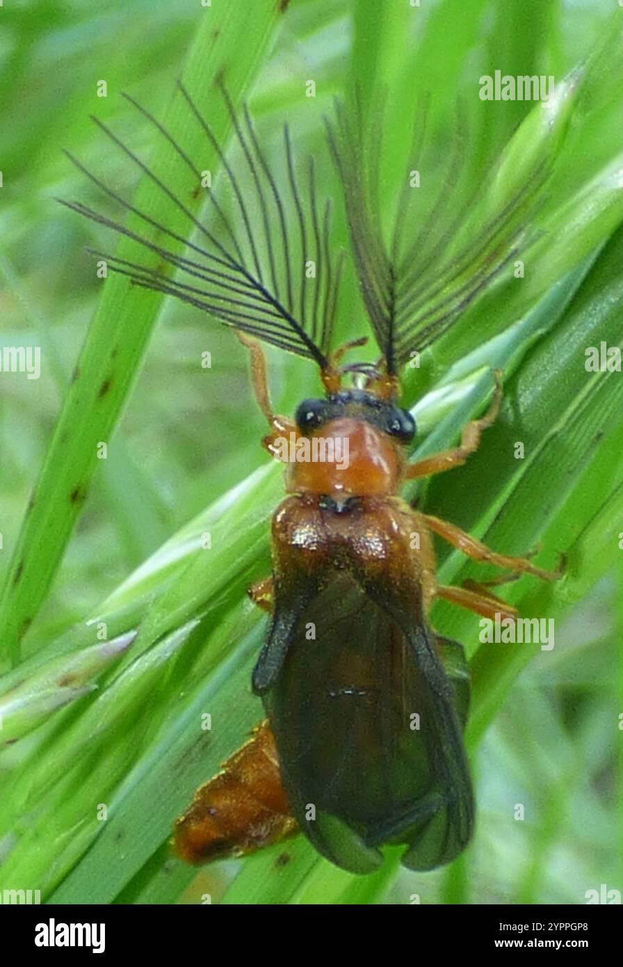 Phengodes hi-res stock photography and images - Alamy