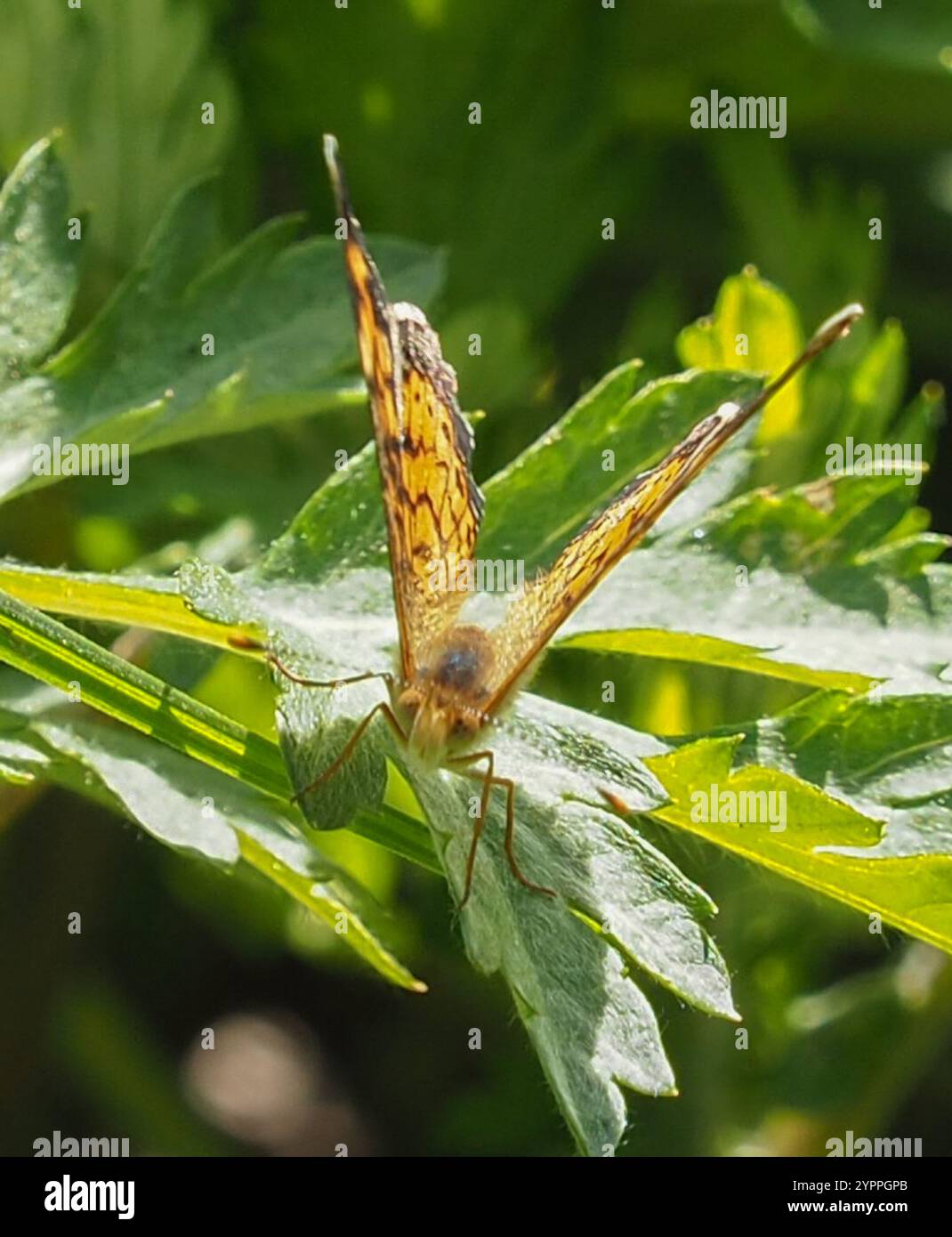 Pearl Crescent (Phyciodes tharos Stock Photo - Alamy