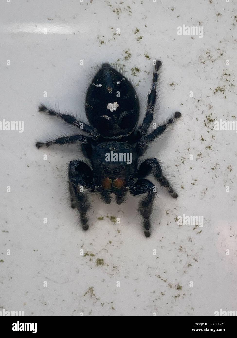 Bold Jumping Spider (Phidippus audax Stock Photo - Alamy