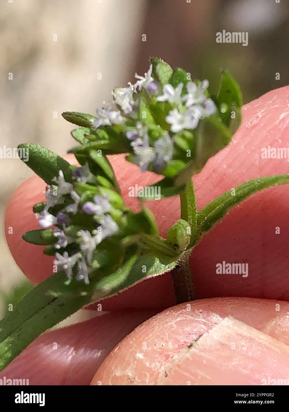 Keeled-fruited Cornsalad (Valerianella carinata Stock Photo - Alamy