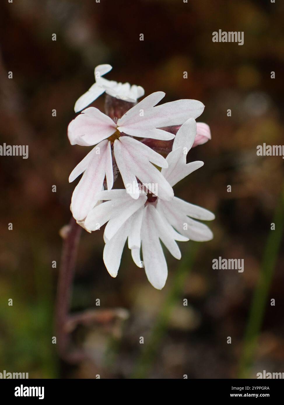 smallflower woodland star (Lithophragma parviflorum Stock Photo - Alamy
